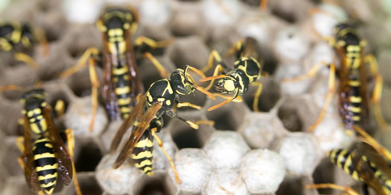 Wasp Control in the Carolinas