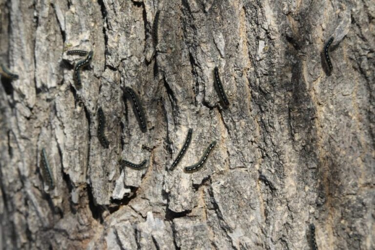 Tree Banding: What It Is and Why You Need It - Killingsworth ...