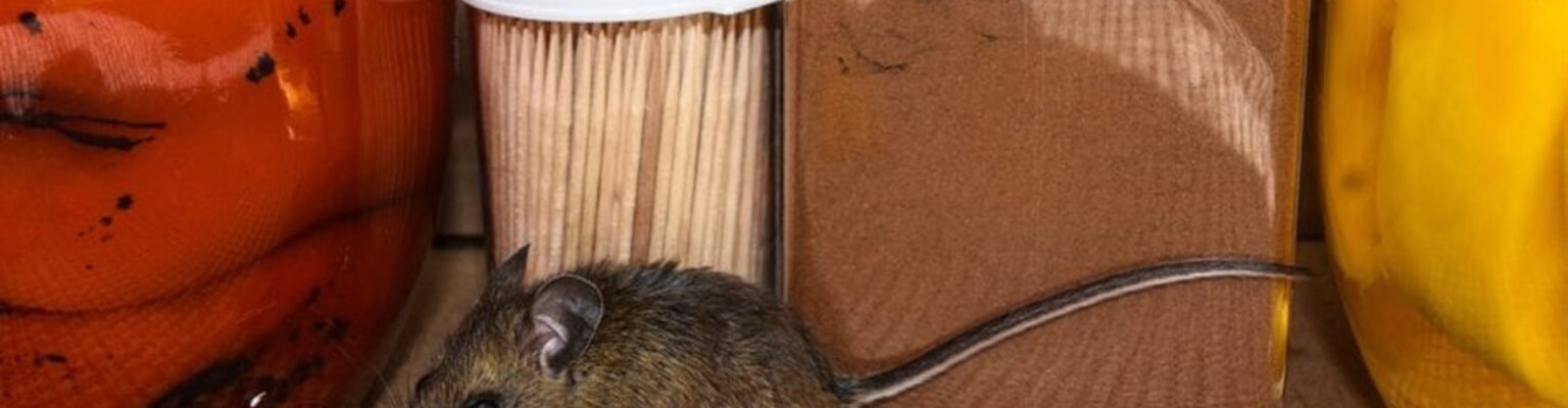 5 Signs You Have Mice in Your Walls - Killingsworth Environmental Pest ...